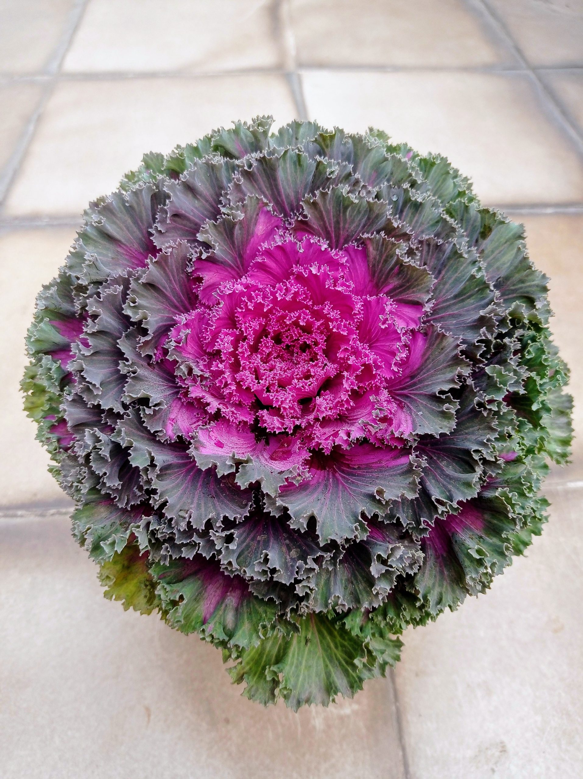 Purple Kale Plant - BD Rose Garden